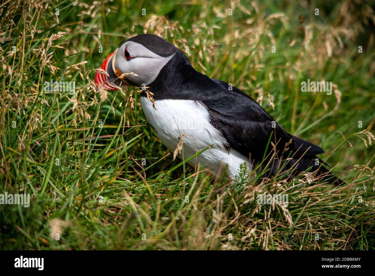 The Atlantic puffin, also known as the common puffin Stock Photo - Alamy