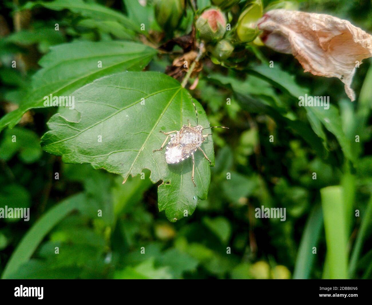 A bug on a leaf of a plant. Smelly bug of gray-brown color Stock Photo ...