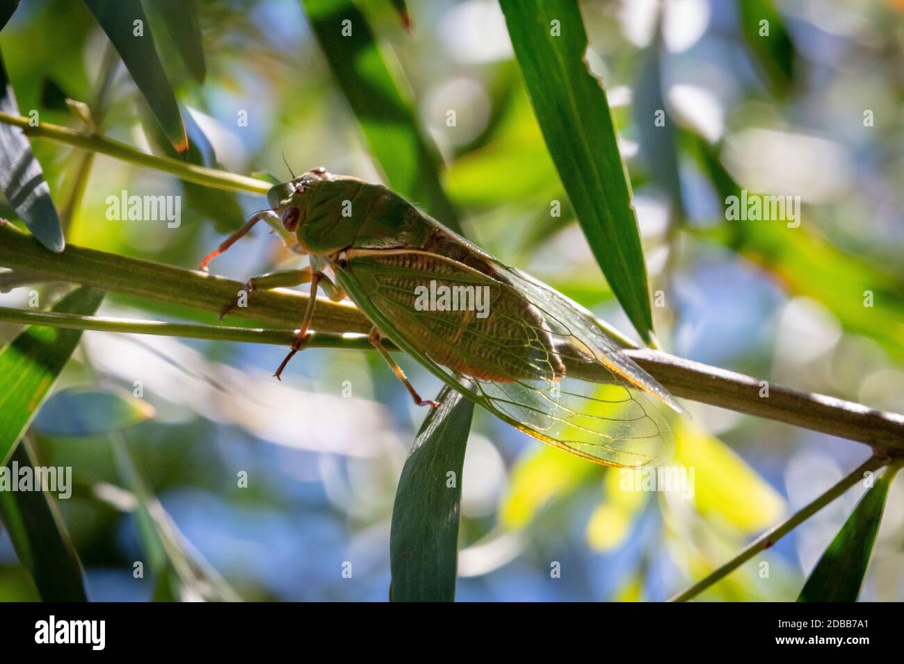 A green male Cicada making a noise during mating season while walking ...