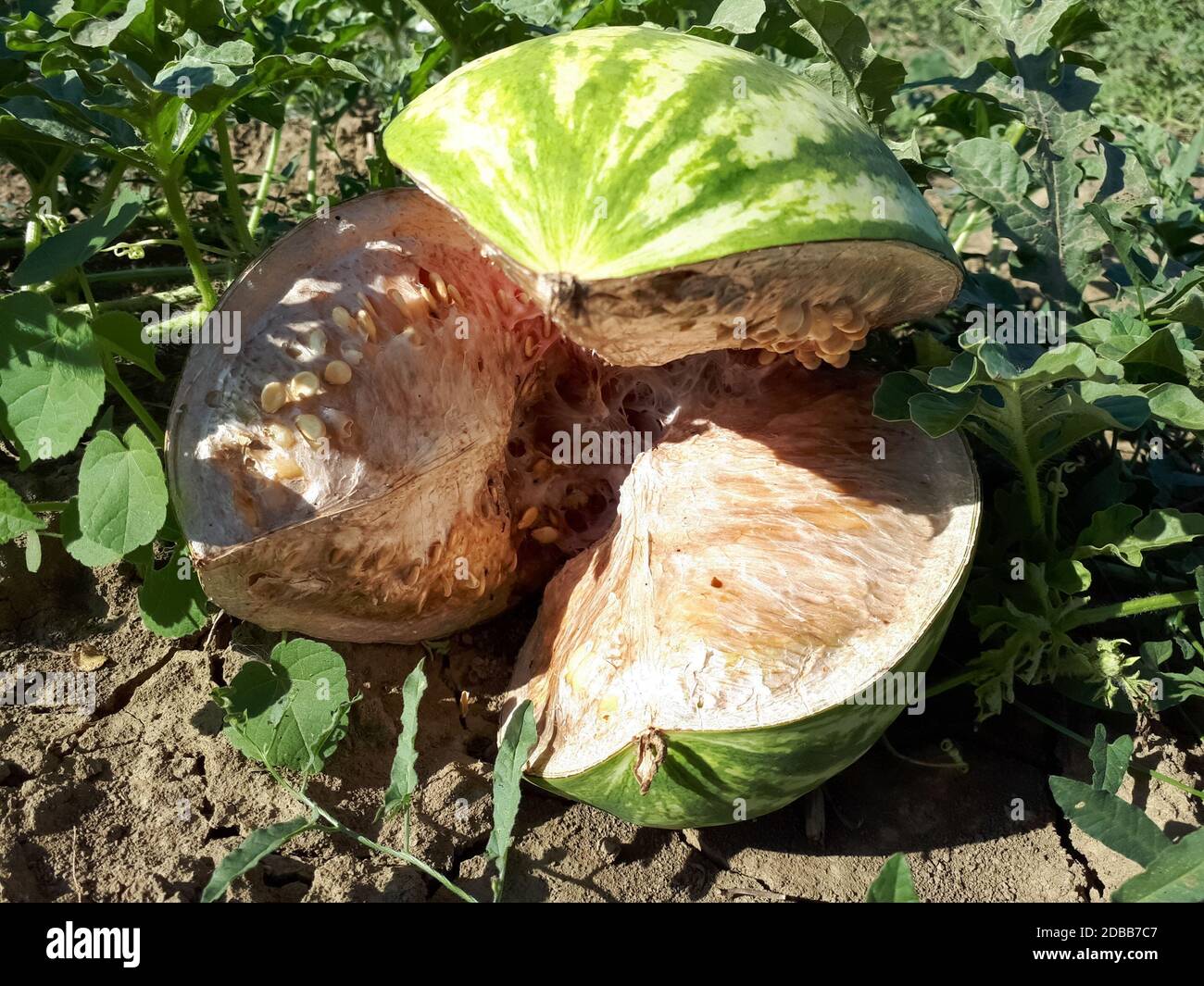 Watermelon with a crack on the field, damage to watermelon Stock Photo ...