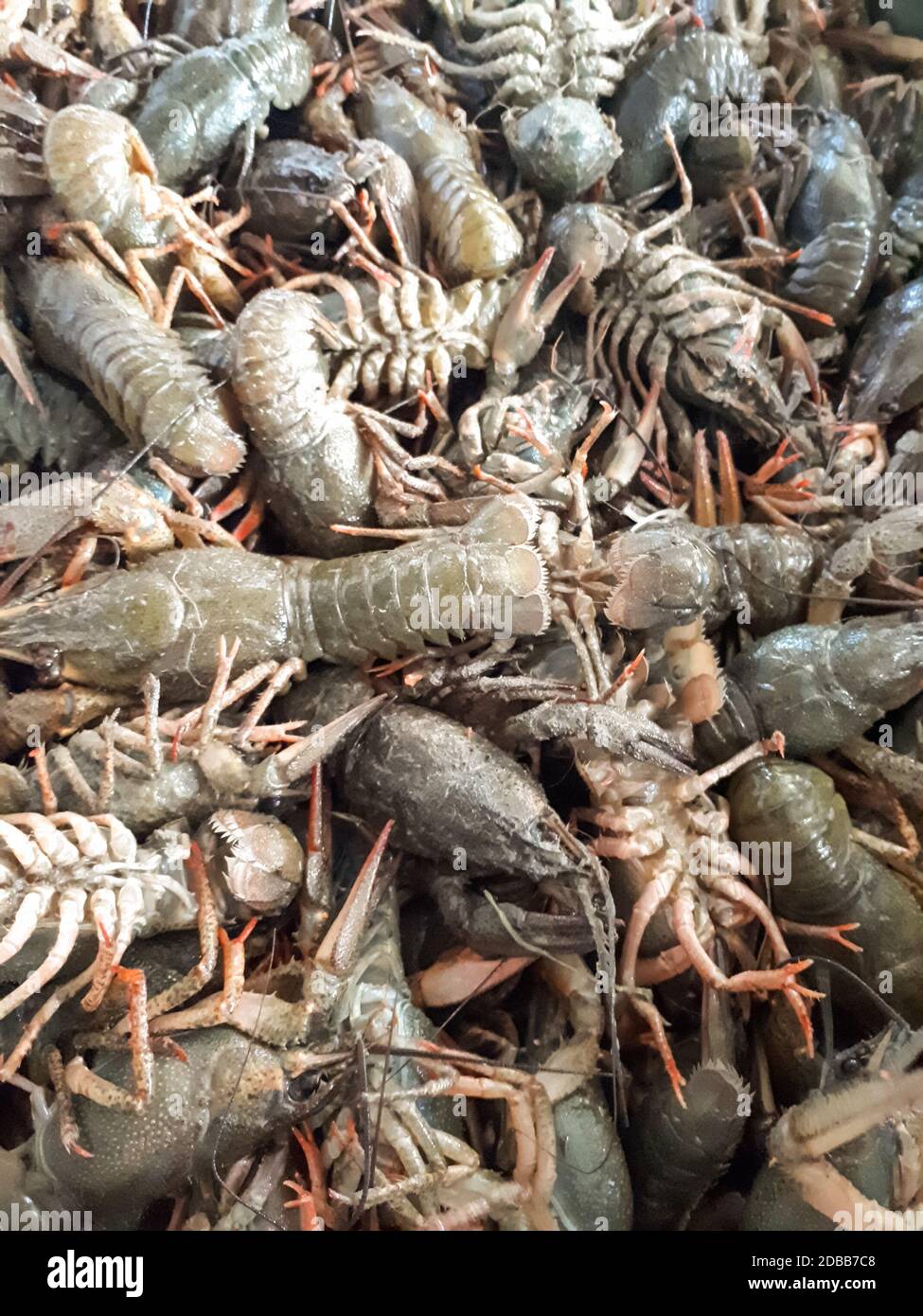 Closeup raw seasoned lobster ready hi-res stock photography and images ...