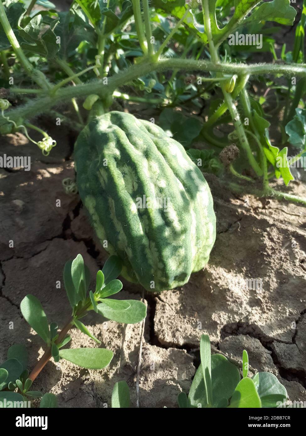 Dried watermelon fruit on a whip in a field. drought on the field Stock ...