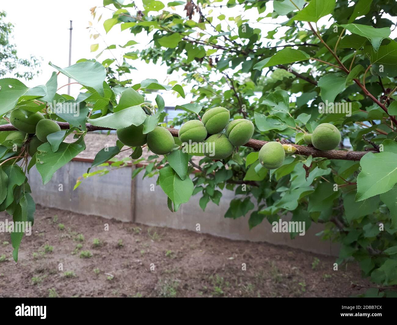 Eugonic hi-res stock photography and images - Alamy