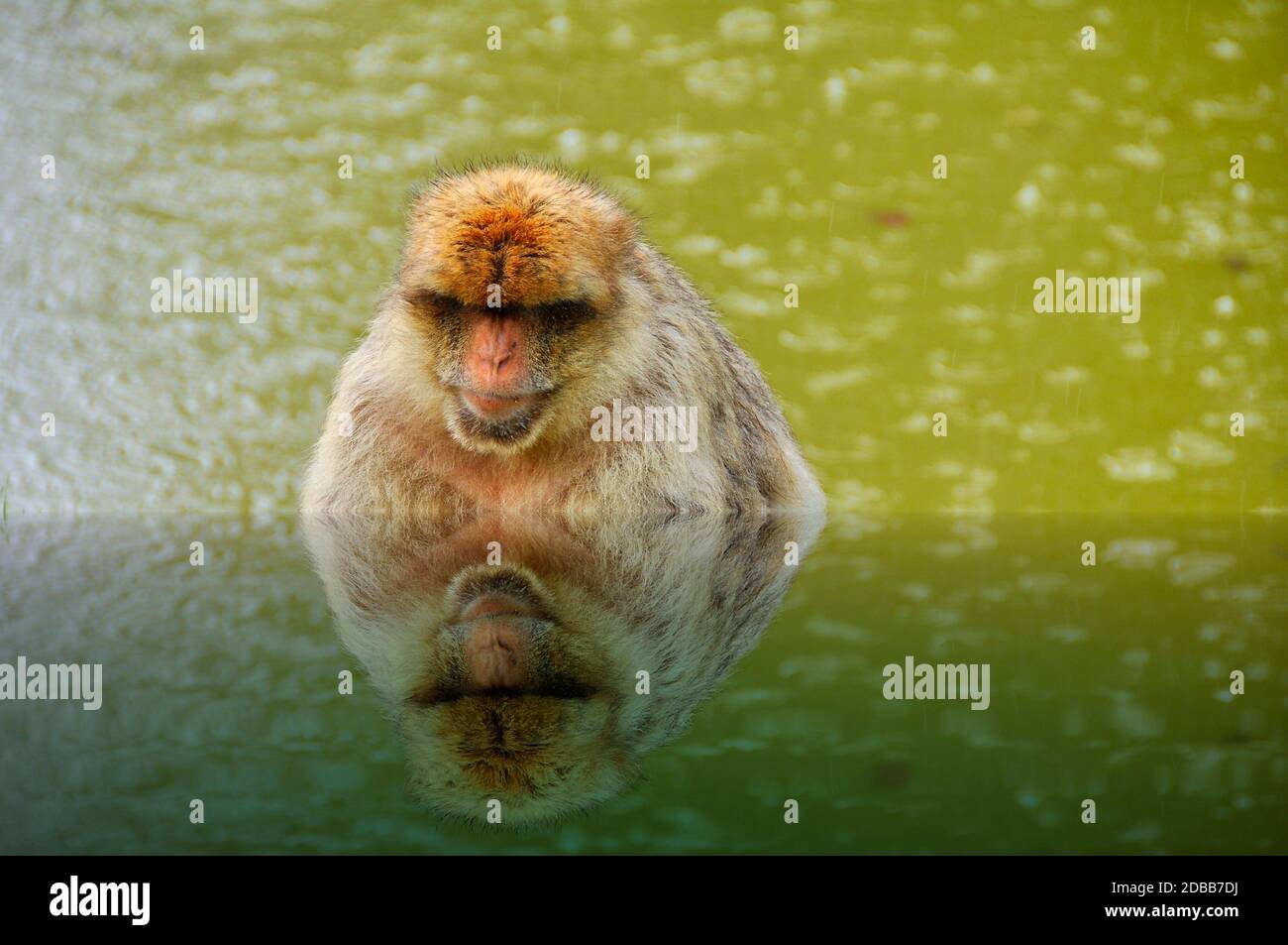 Monkey pack hi-res stock photography and images - Alamy