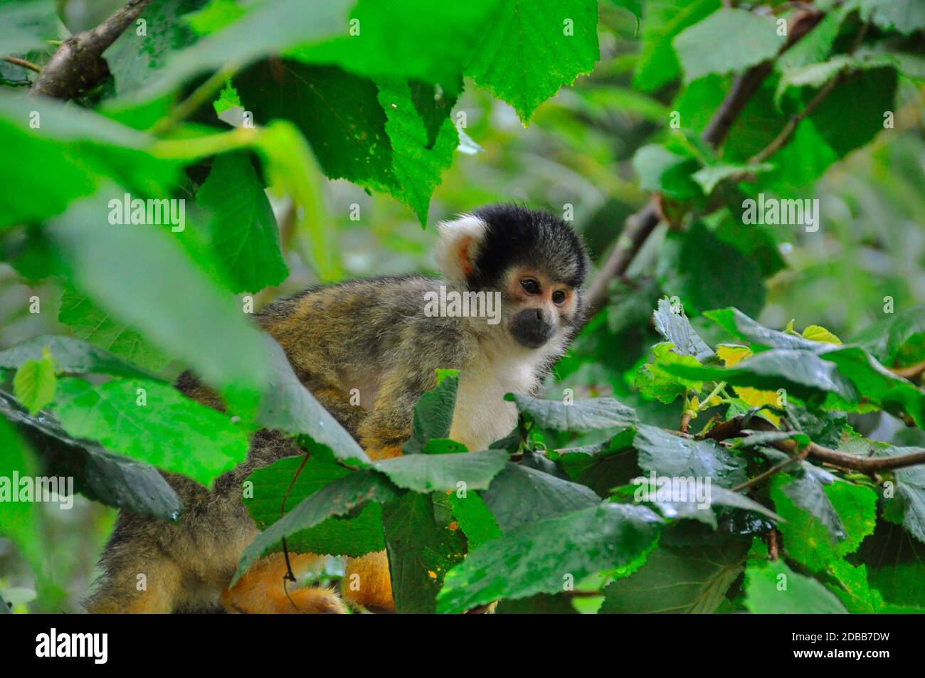 Monkey pack hi-res stock photography and images - Alamy