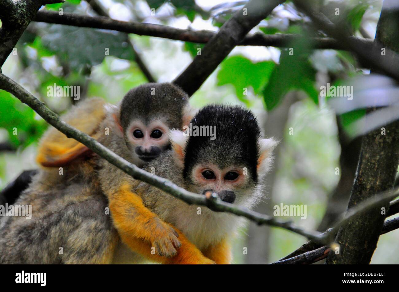 Living thing monkey hi-res stock photography and images - Alamy