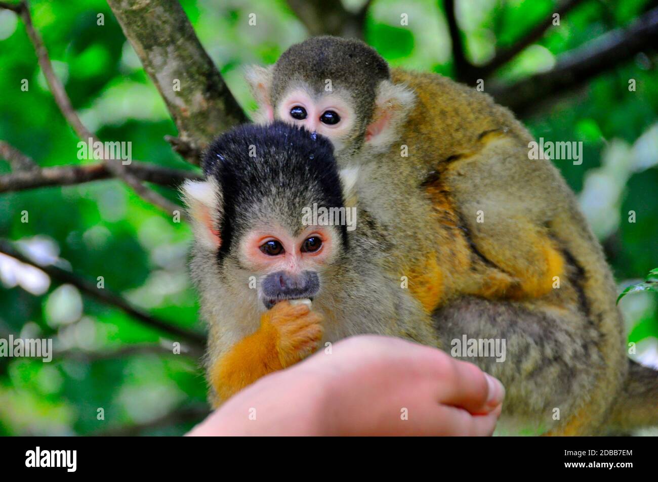 Monkey biology hi-res stock photography and images - Alamy