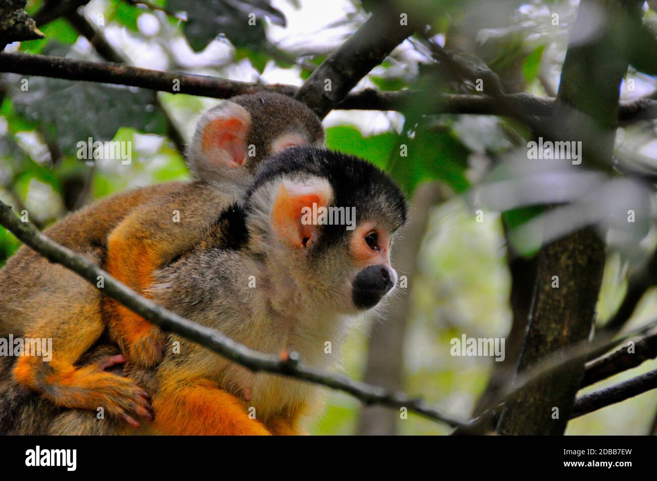 Living thing monkey hi-res stock photography and images - Alamy