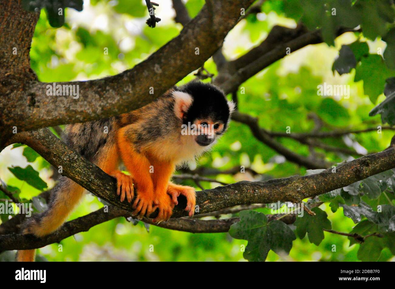 Pack of monkeys animals hi-res stock photography and images - Alamy