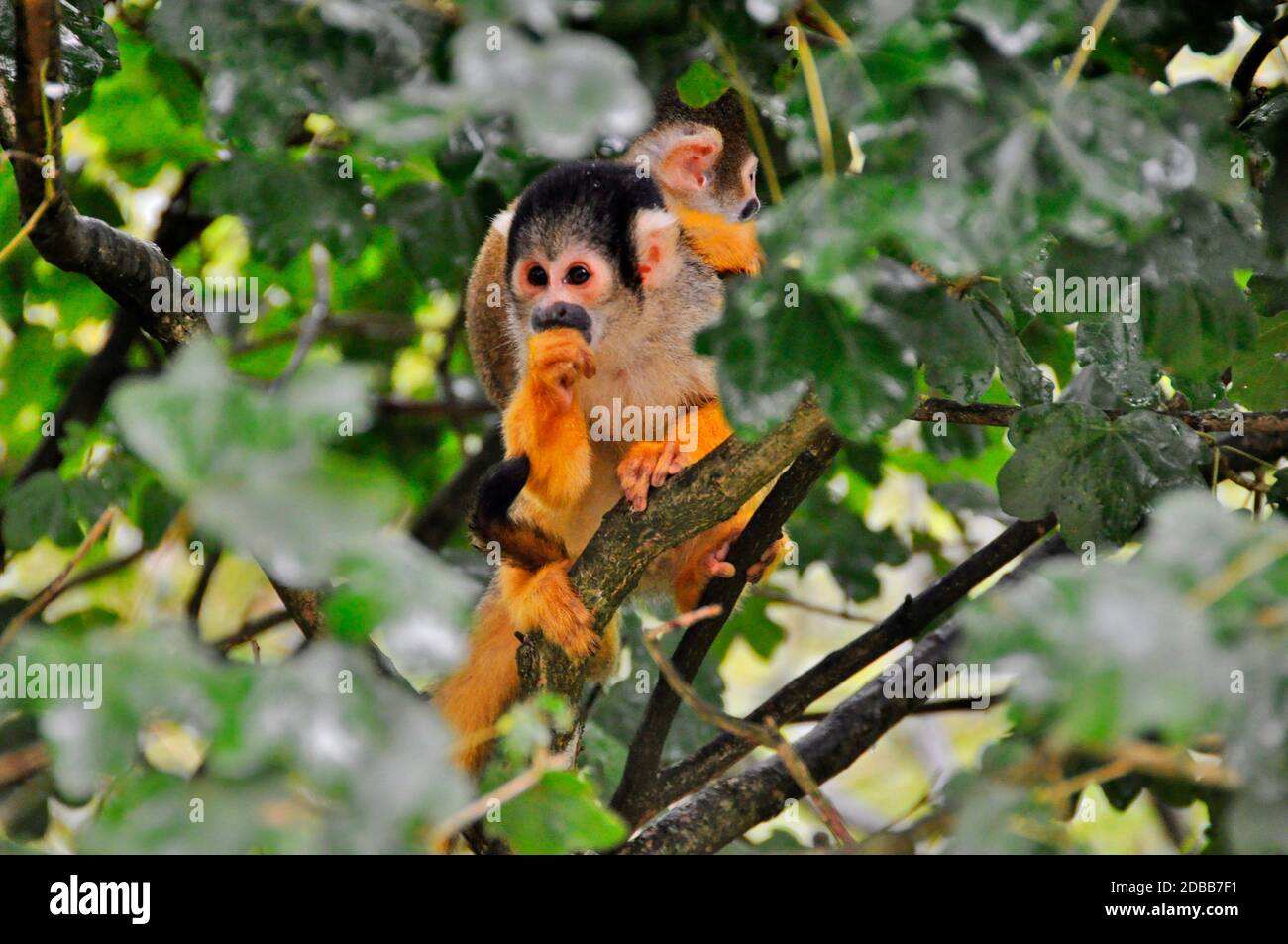 Monkey pack hi-res stock photography and images - Alamy