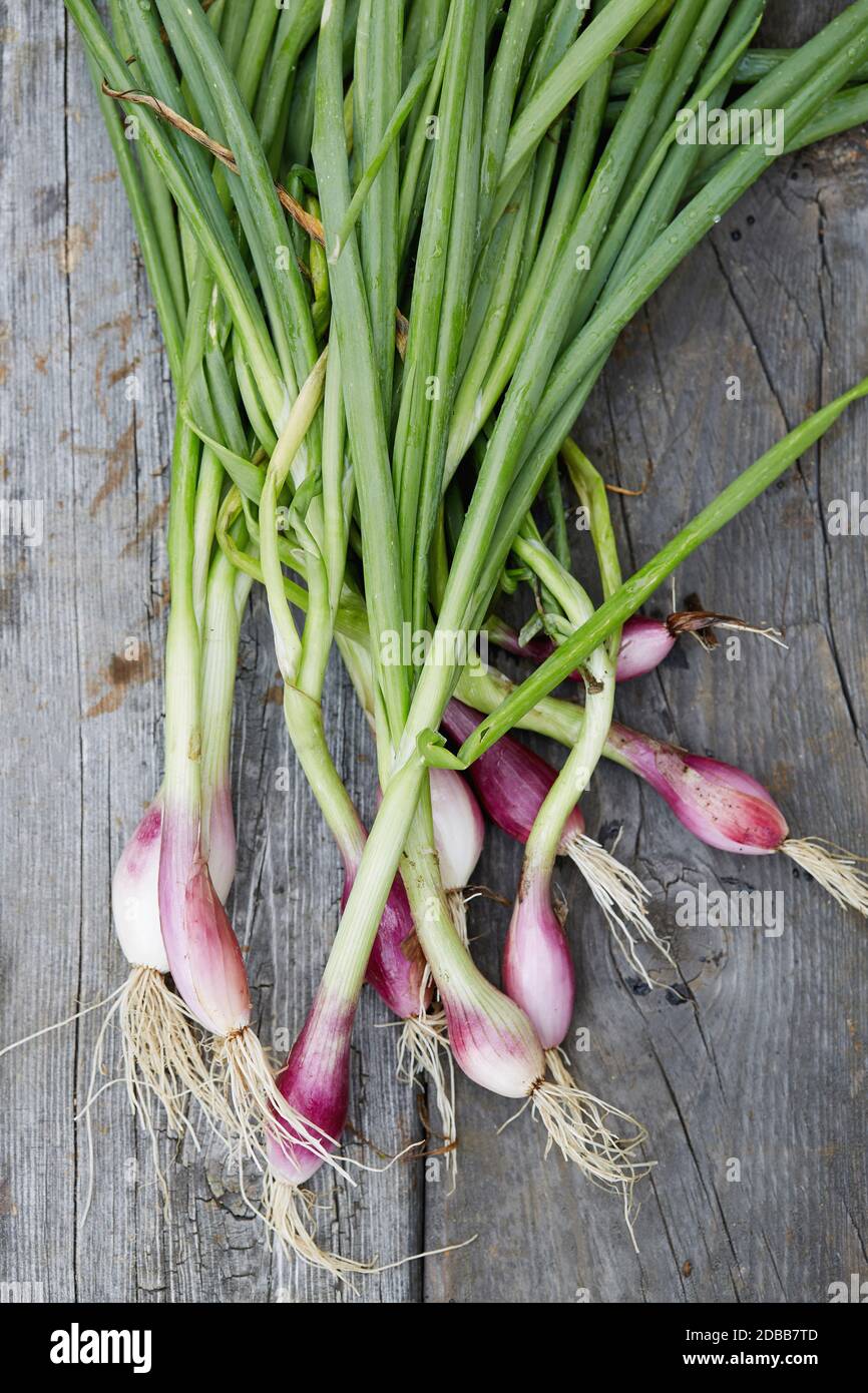 Ramps vegetable hi-res stock photography and images - Alamy