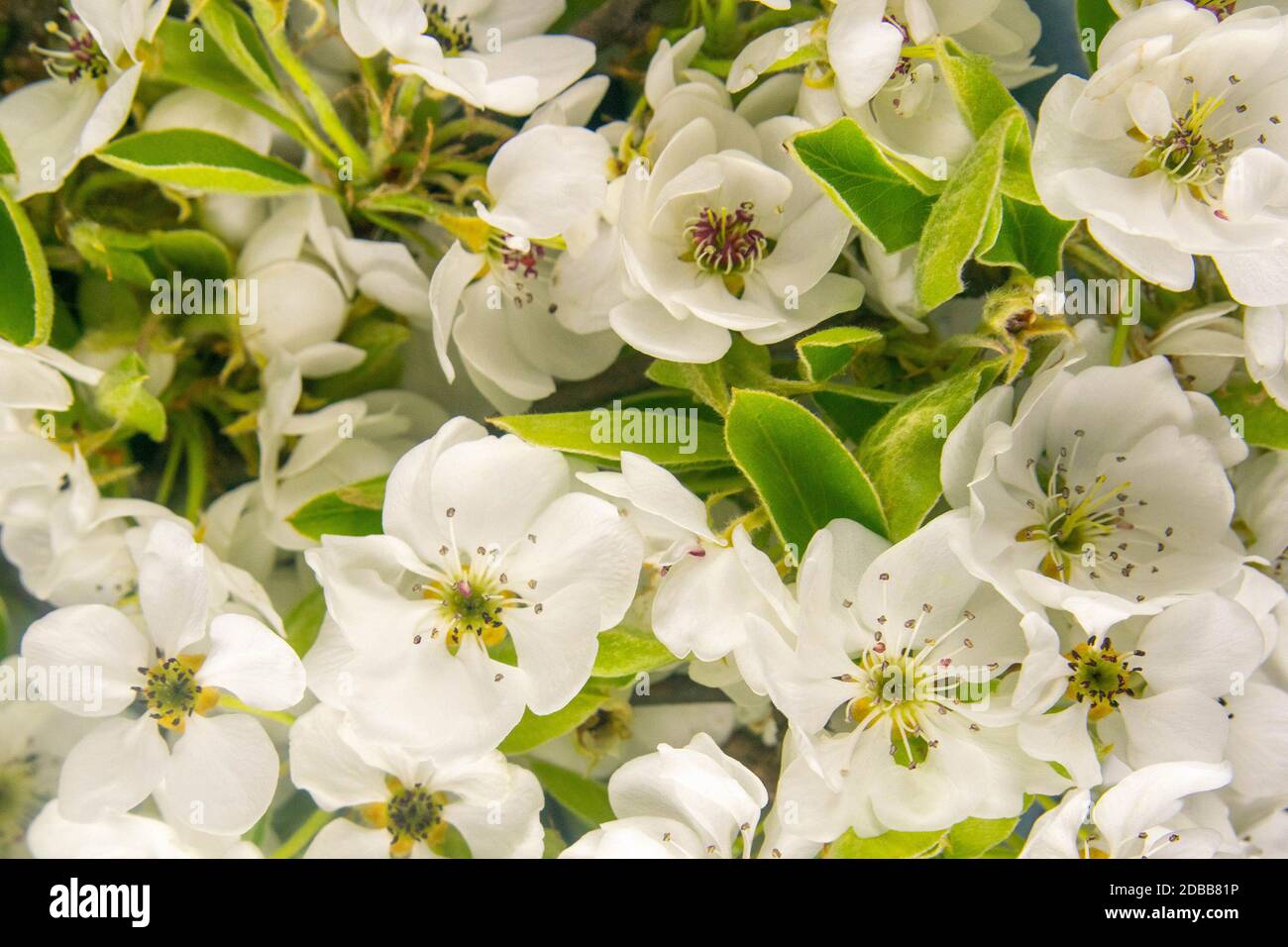 Blossoming apple branches, close-up background. Top views Stock Photo ...