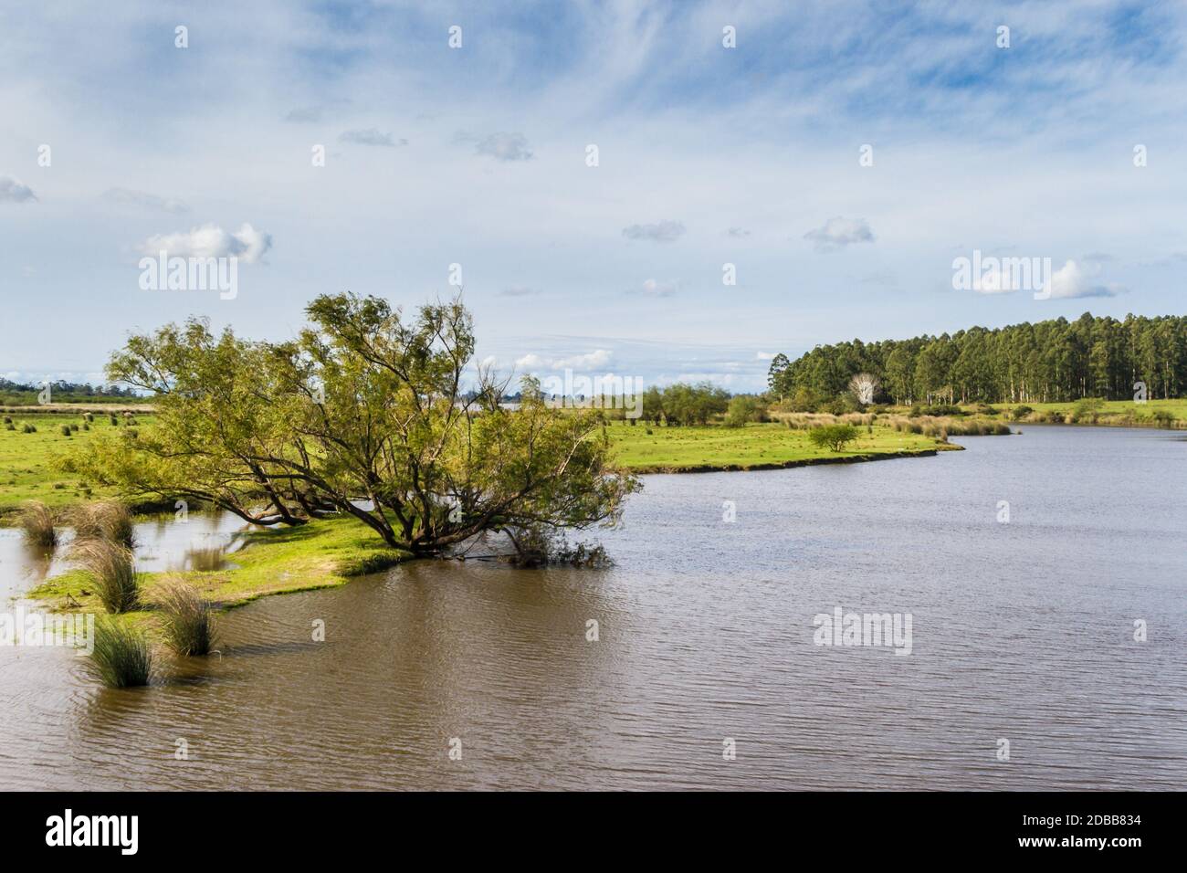 field landscape with stream and eucalyptus afforestation in Federacion ...
