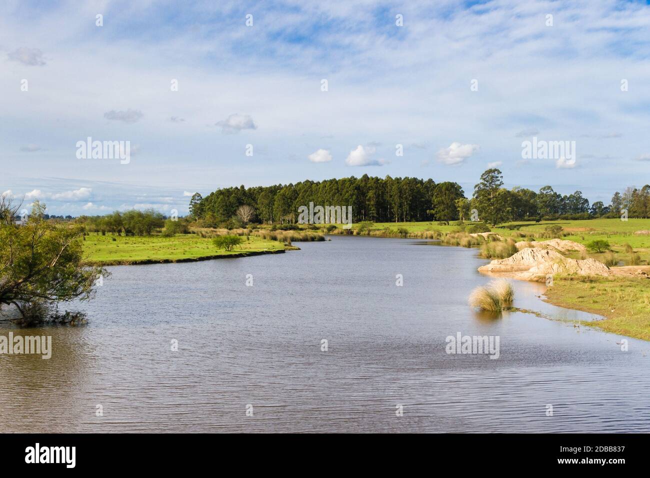 field landscape with stream and eucalyptus afforestation in Federacion ...