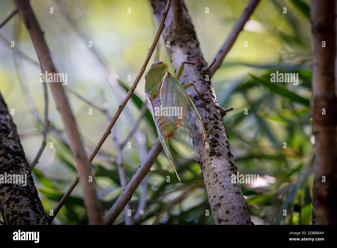 A green male Cicada making a noise during mating season while walking ...