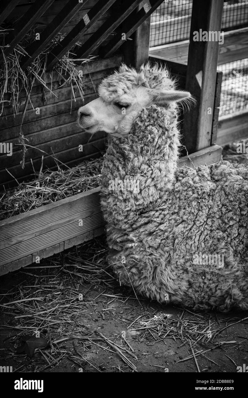 Lama head Black and White Stock Photos & Images - Alamy