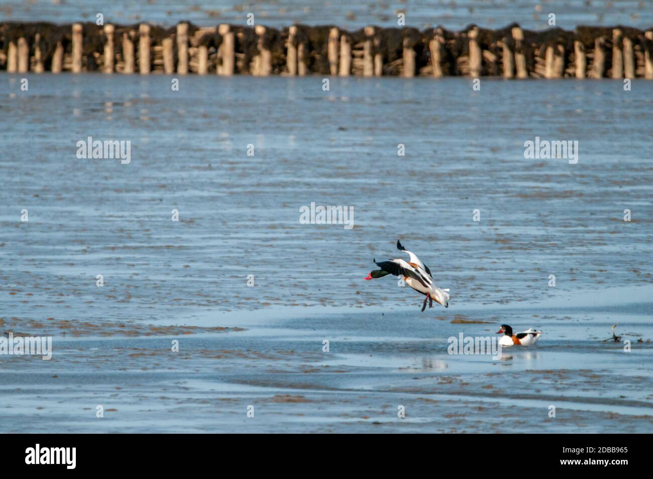 Flying goose brand hi-res stock photography and images - Alamy