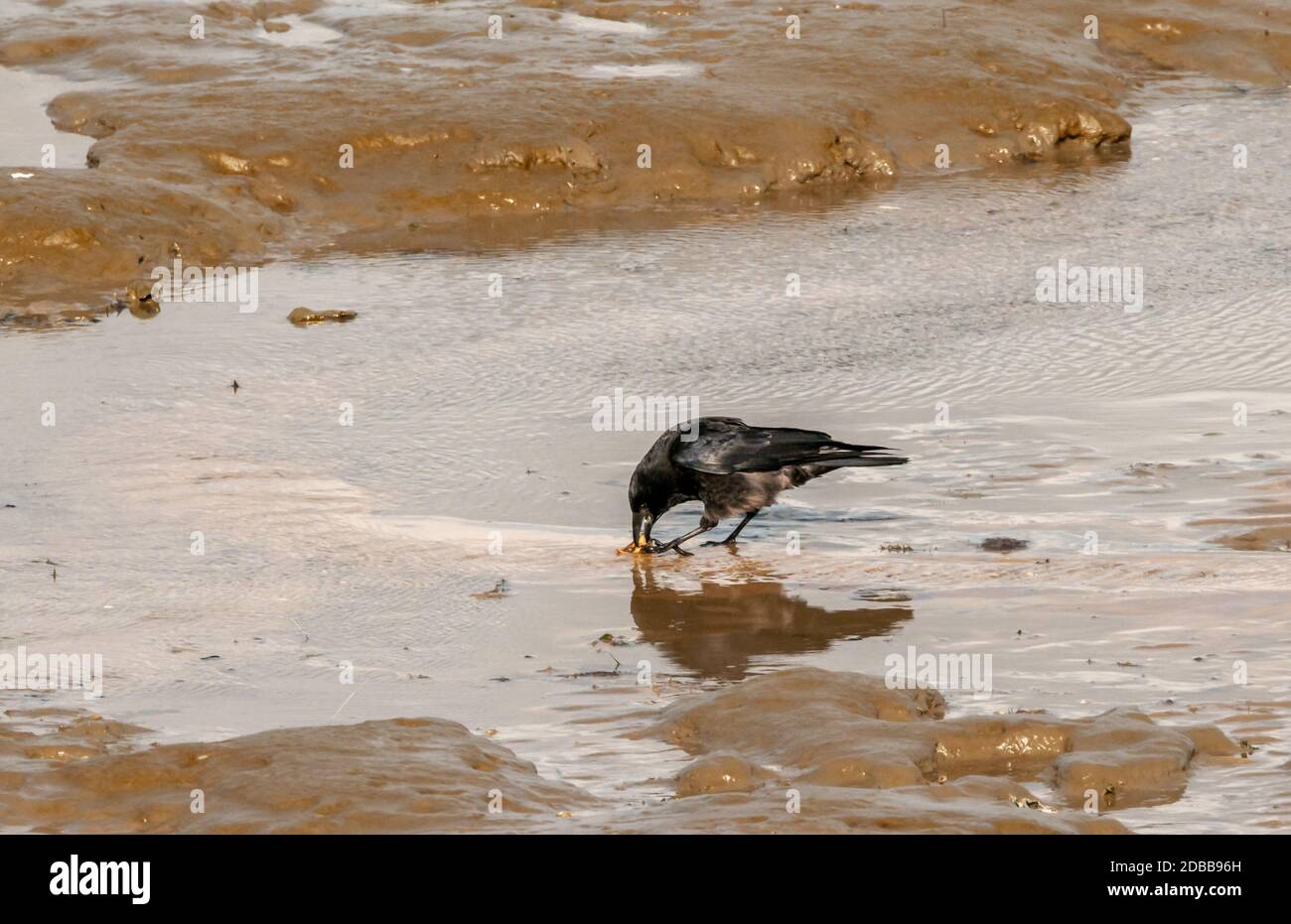 Raven head hi-res stock photography and images - Alamy