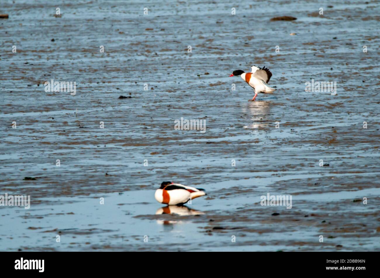 Flying goose brand hi-res stock photography and images - Alamy