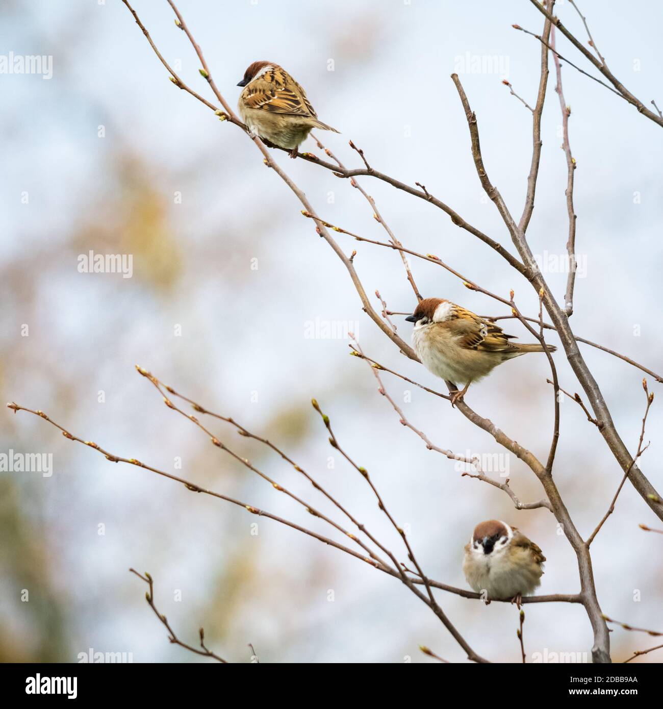 Three sparrows on a branch Stock Photo - Alamy