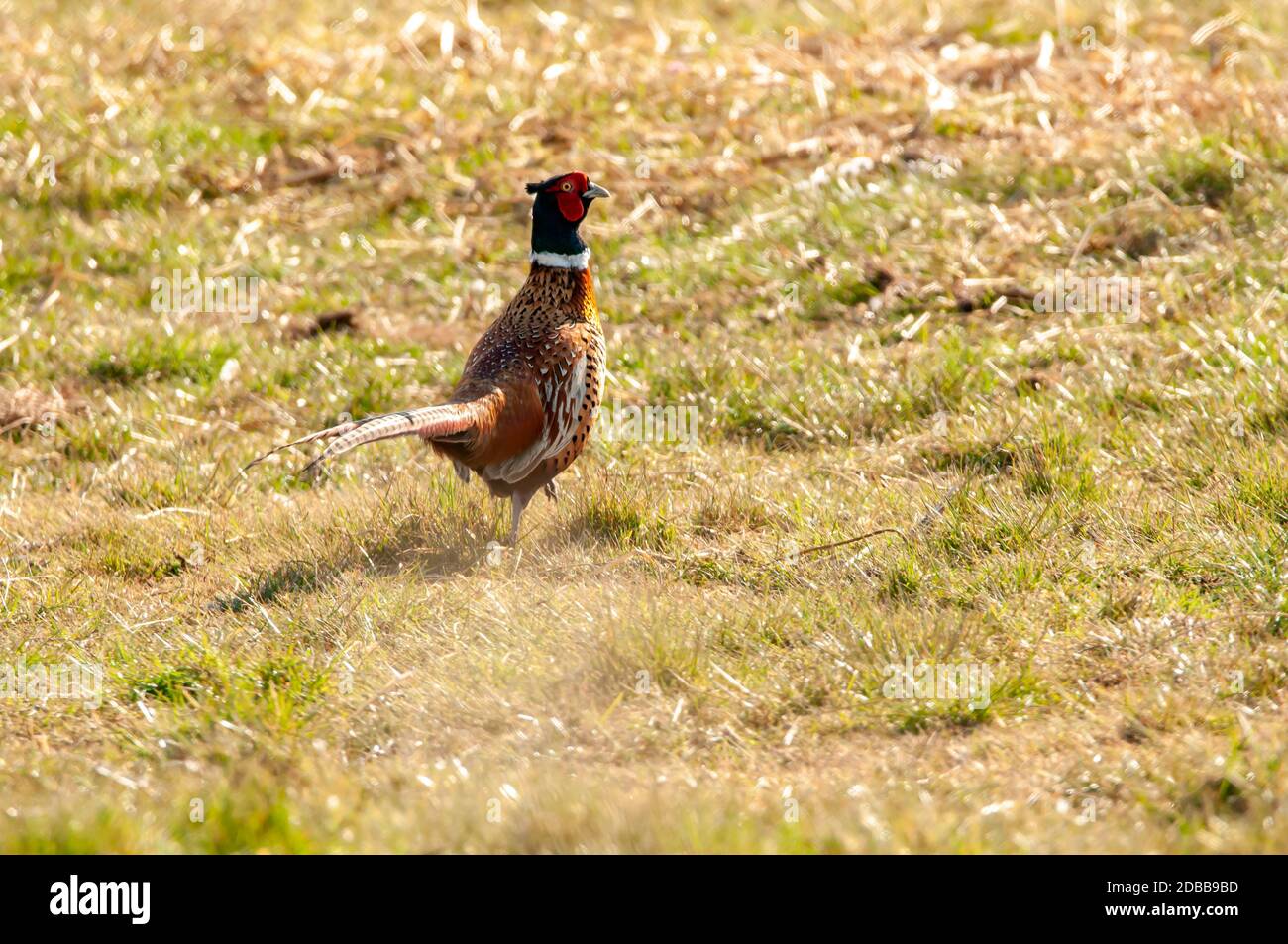 Pheasant drawing hi-res stock photography and images - Alamy