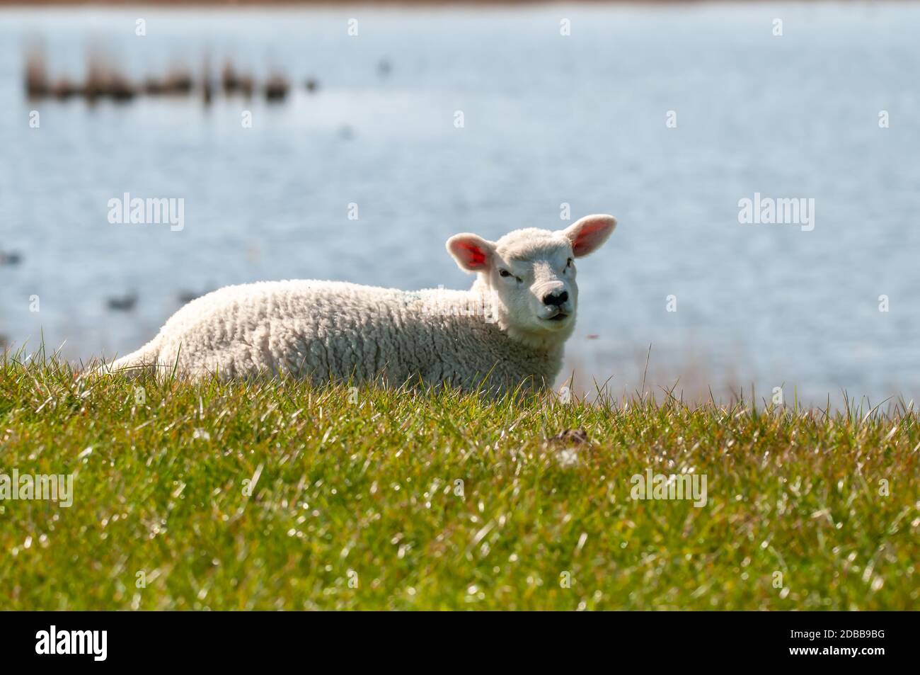 Animal maintenance hi-res stock photography and images - Alamy