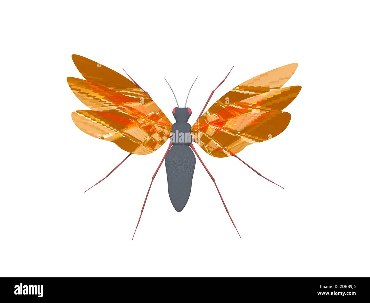 Insect with colorful wings Stock Photo - Alamy