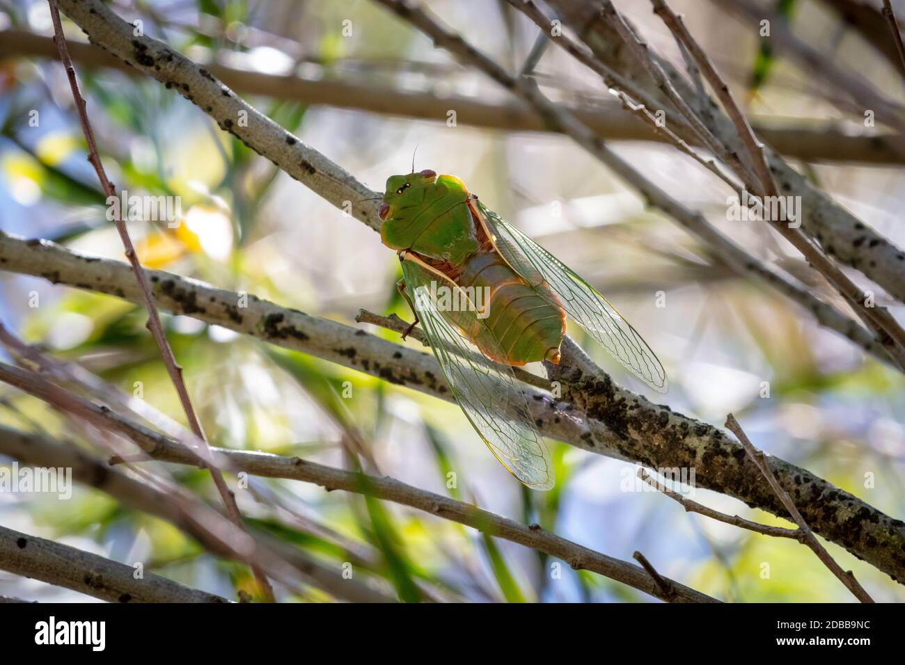 A green male Cicada making a noise during mating season while walking ...