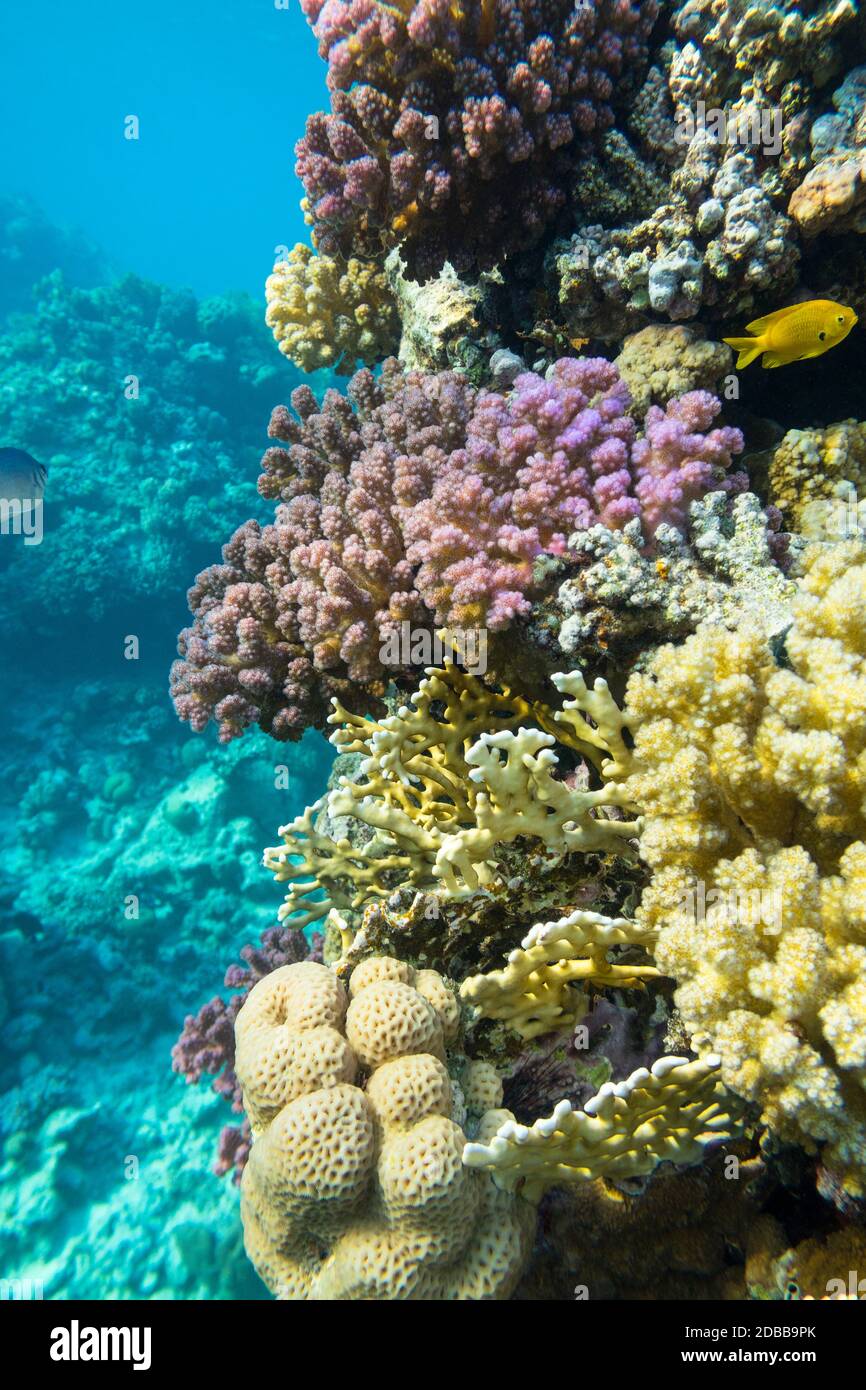 Colorful coral reef at the bottom of tropical sea, hard corals ...