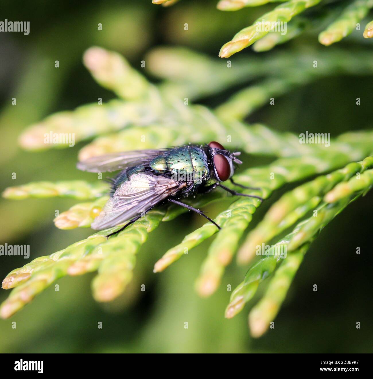 Fly eye close up hi-res stock photography and images - Alamy