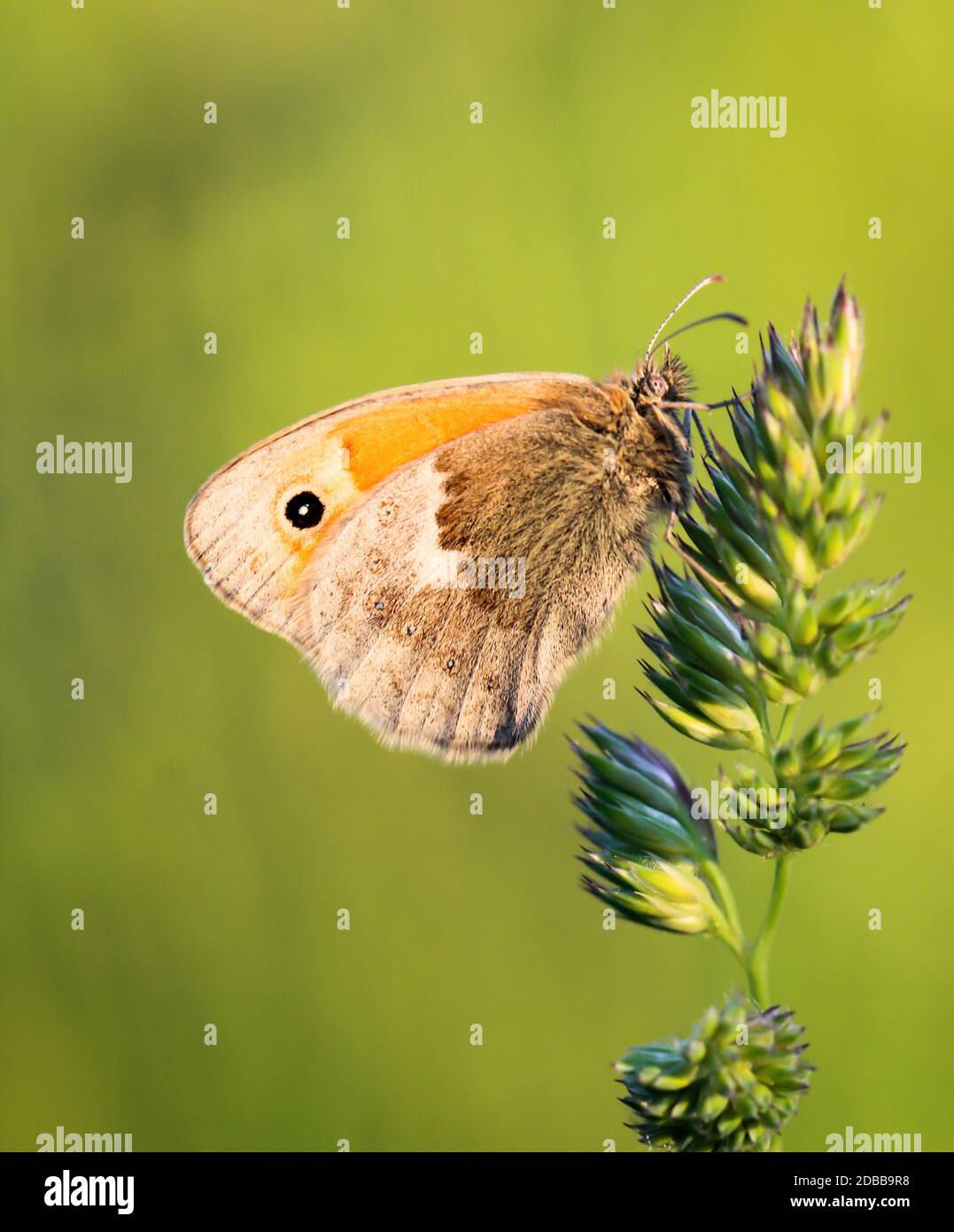 Wing plant hi-res stock photography and images - Alamy