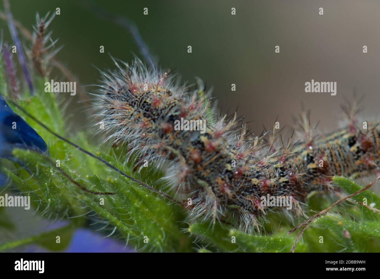 Pine processionary caterpillar hi-res stock photography and images - Alamy