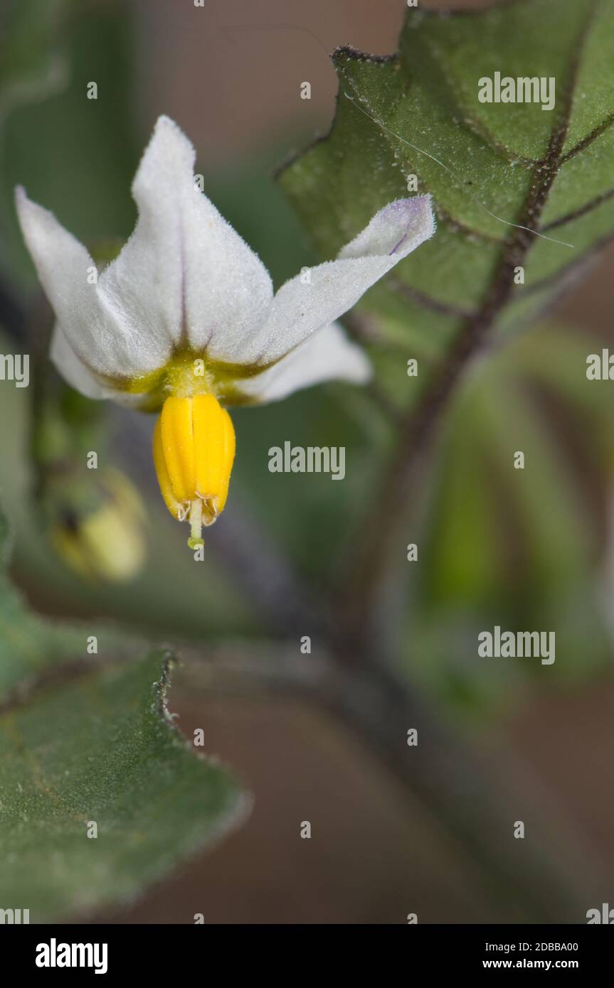 The inagua ravine hi-res stock photography and images - Alamy