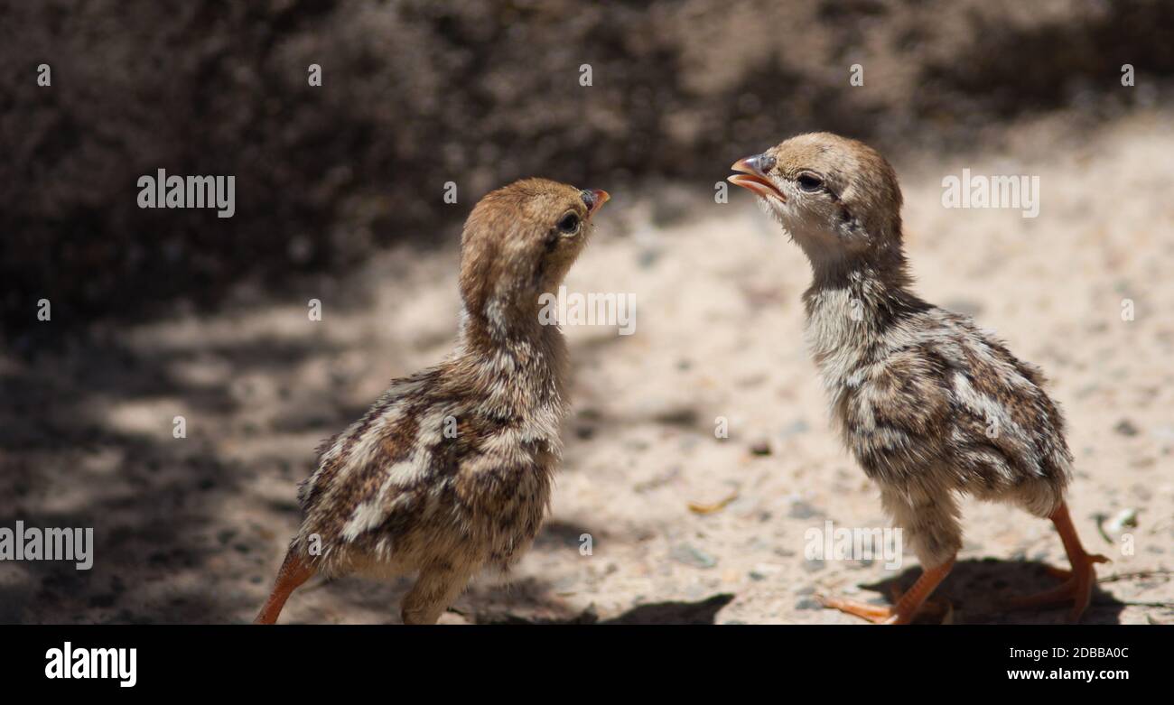 Chicks of red-legged partridge Alectoris rufa. Cruz de Pajonales. The ...