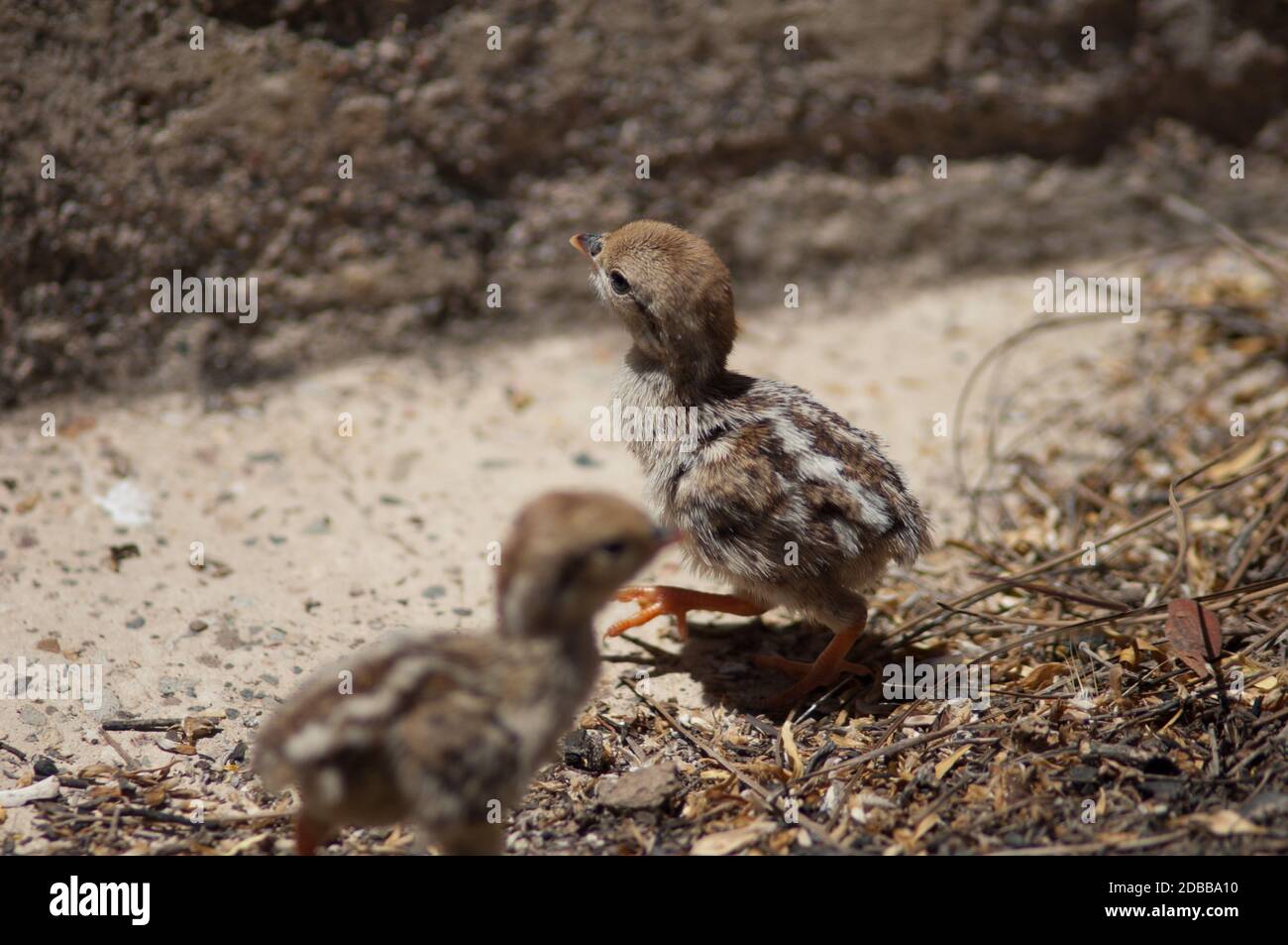 Chicks of red-legged partridge Alectoris rufa. Cruz de Pajonales. The ...