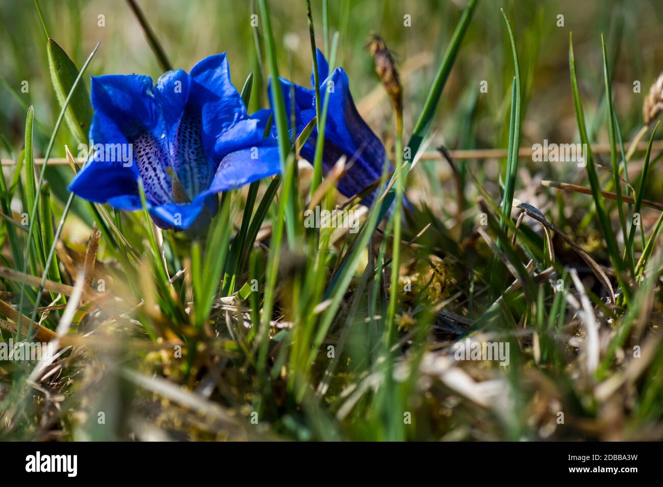 Blue spring gentian hi-res stock photography and images - Alamy