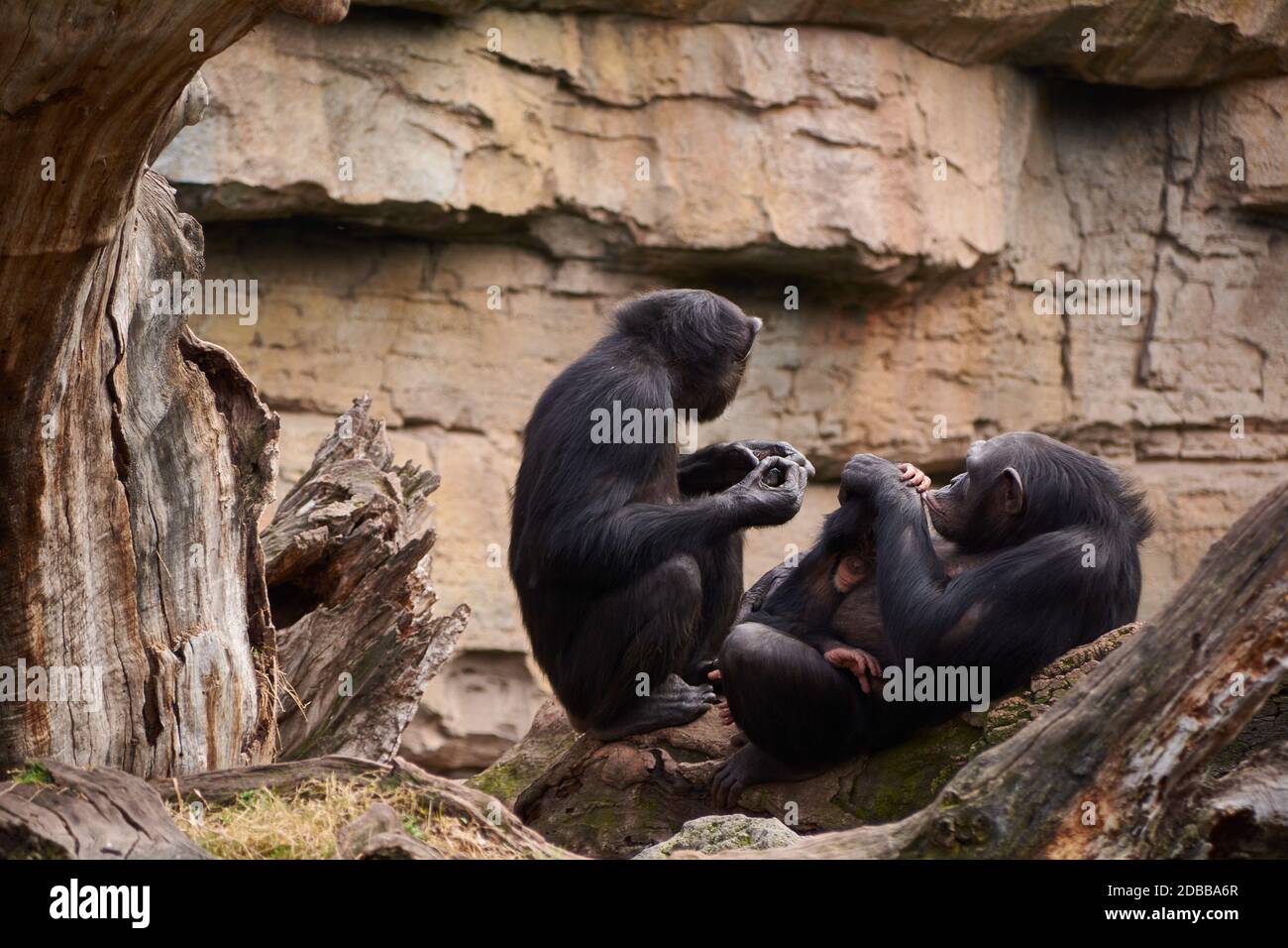 Two female chimpanzees caring for young, mother's love, large tree ...
