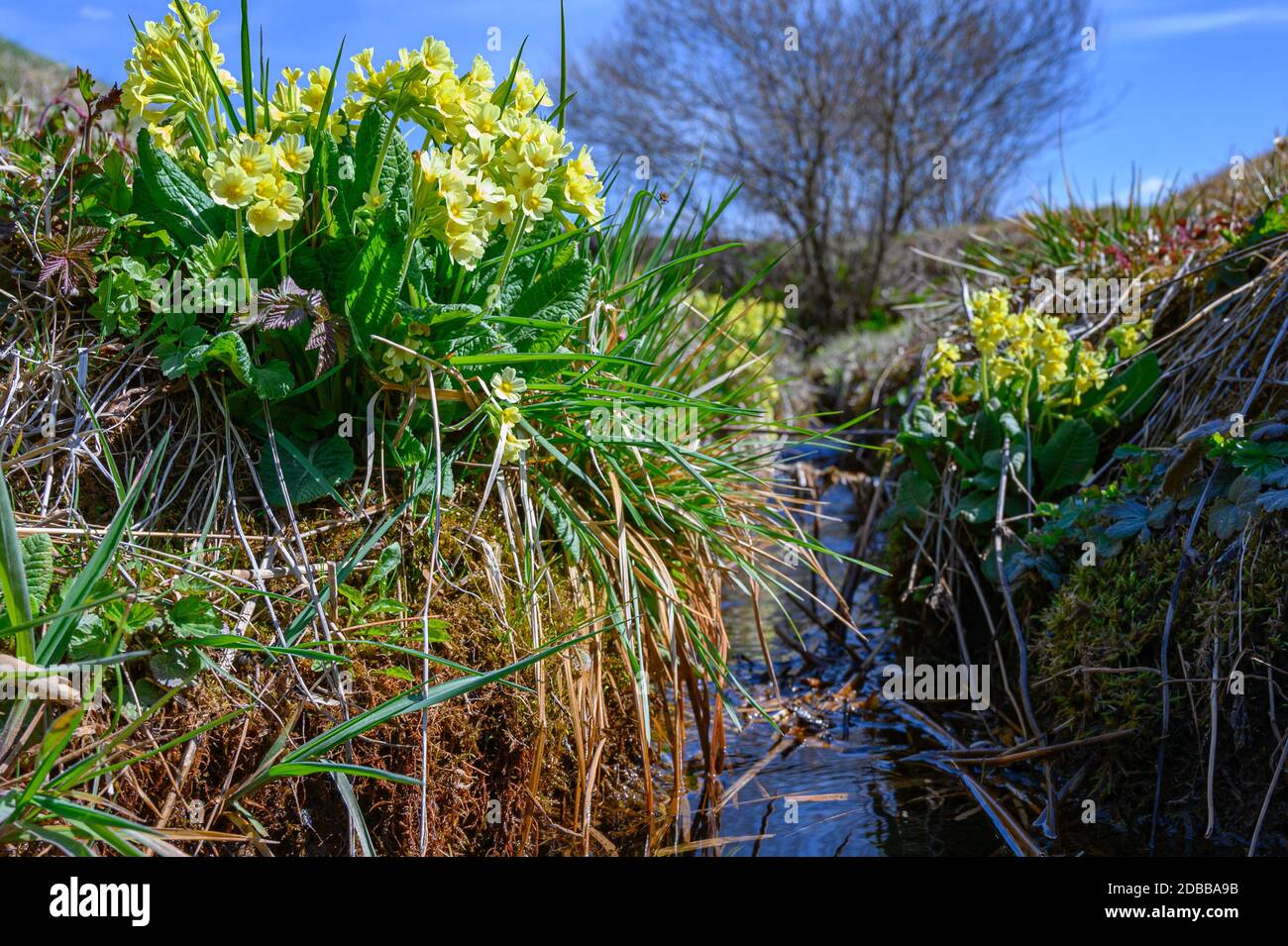Brook blossom hi-res stock photography and images - Alamy