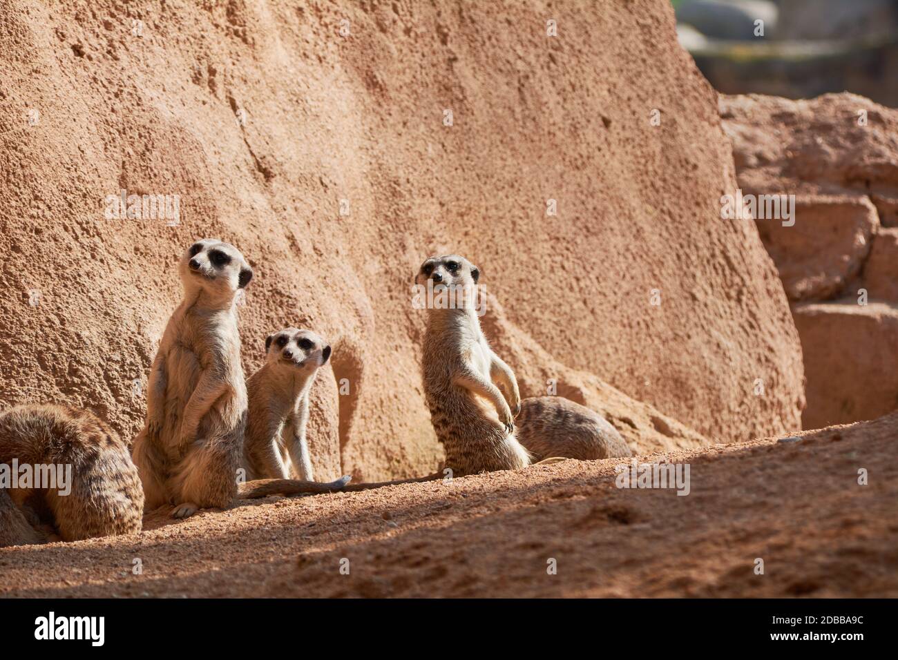Three animals watching the dangers of nature. Gossip or alert Stock ...