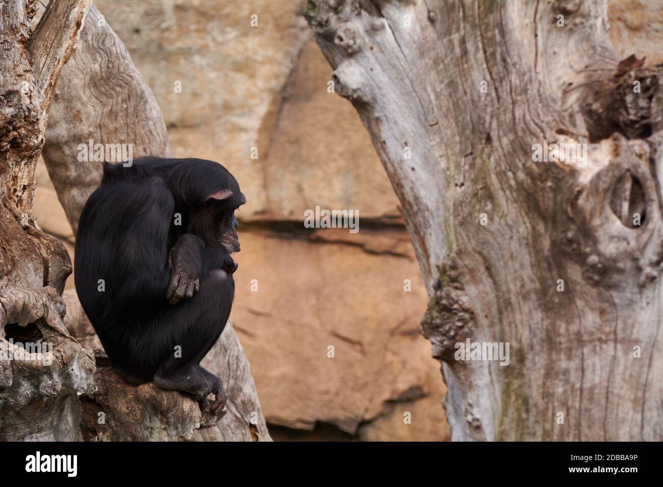Marginalia animals hi-res stock photography and images - Alamy