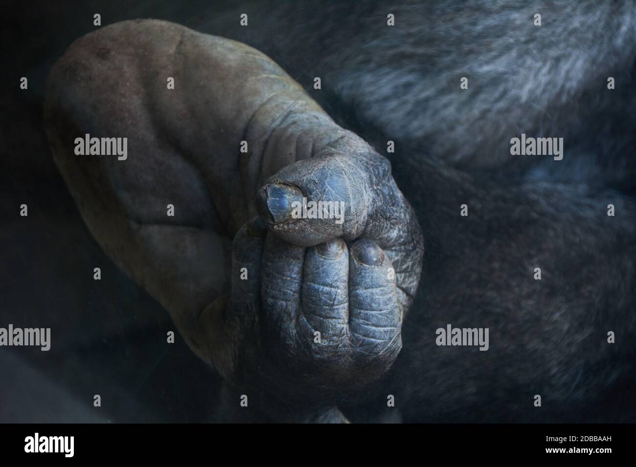 Hand of a human who is not human.The hands of power Stock Photo - Alamy
