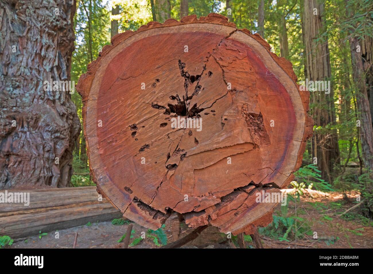 Cross Section View of a Coastal Redwood Tree in the Stout Grove of ...