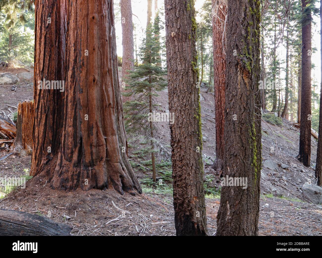 Huge redwood trees hi-res stock photography and images - Alamy