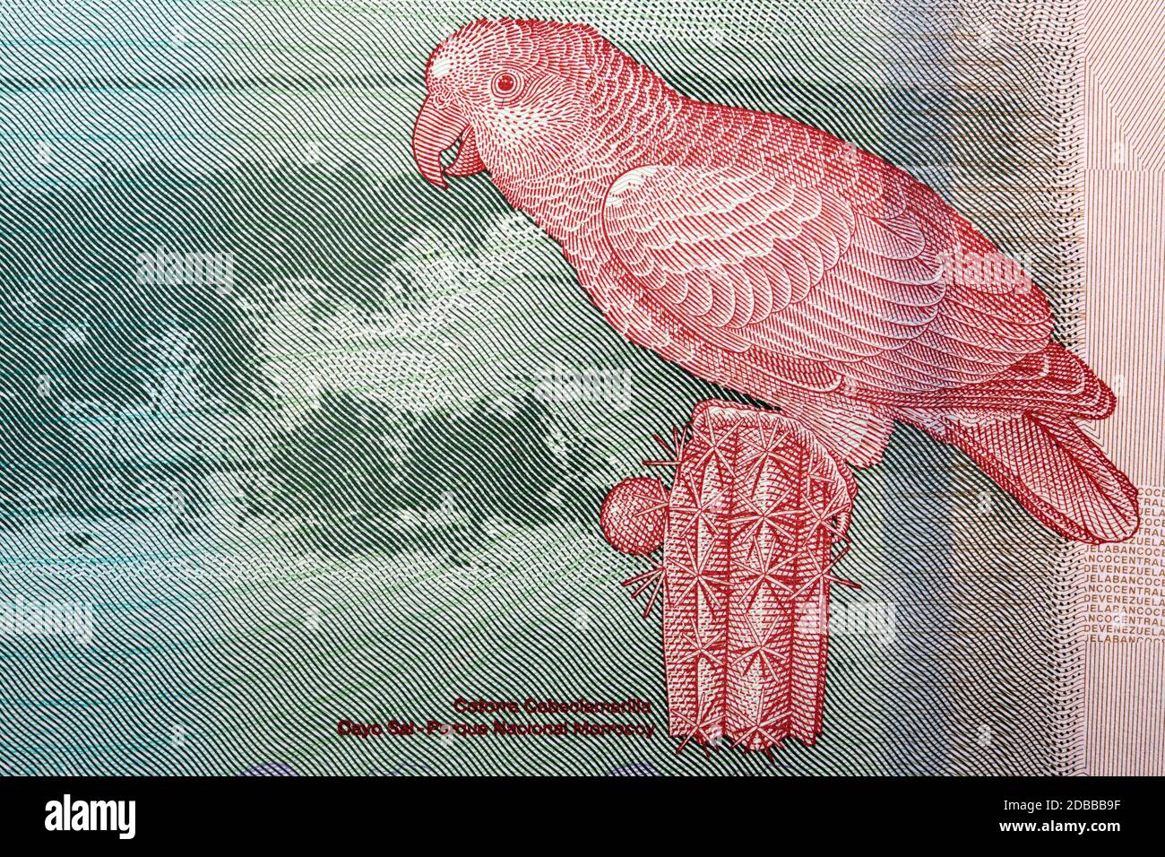 Yellow-crowned amazon a portrait from Venezuelan money Stock Photo - Alamy