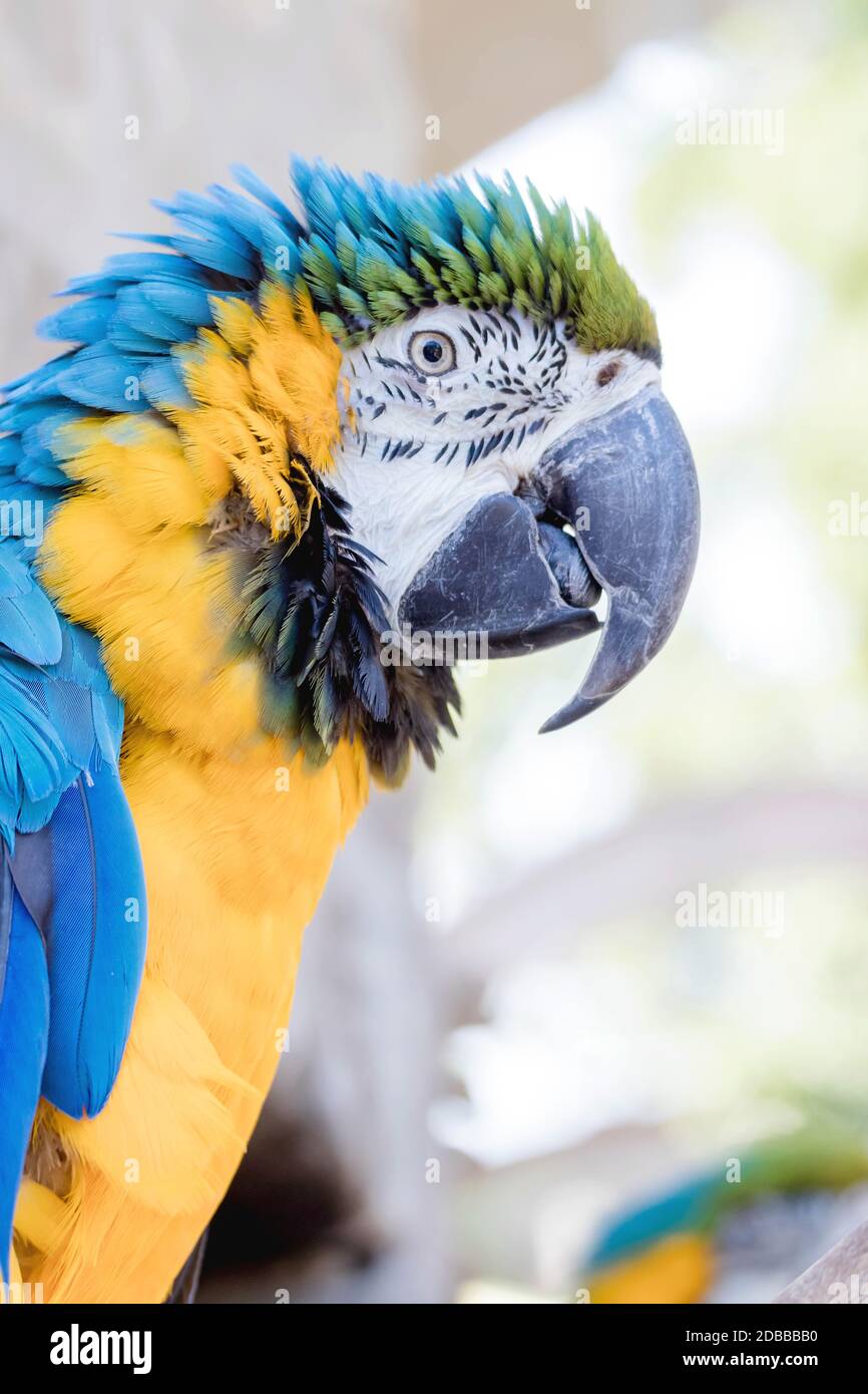 Blue yellow macaw parrot hi-res stock photography and images - Alamy