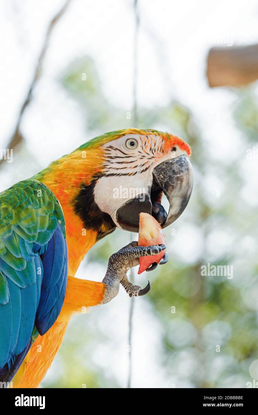 Macaw parrot hi-res stock photography and images - Alamy