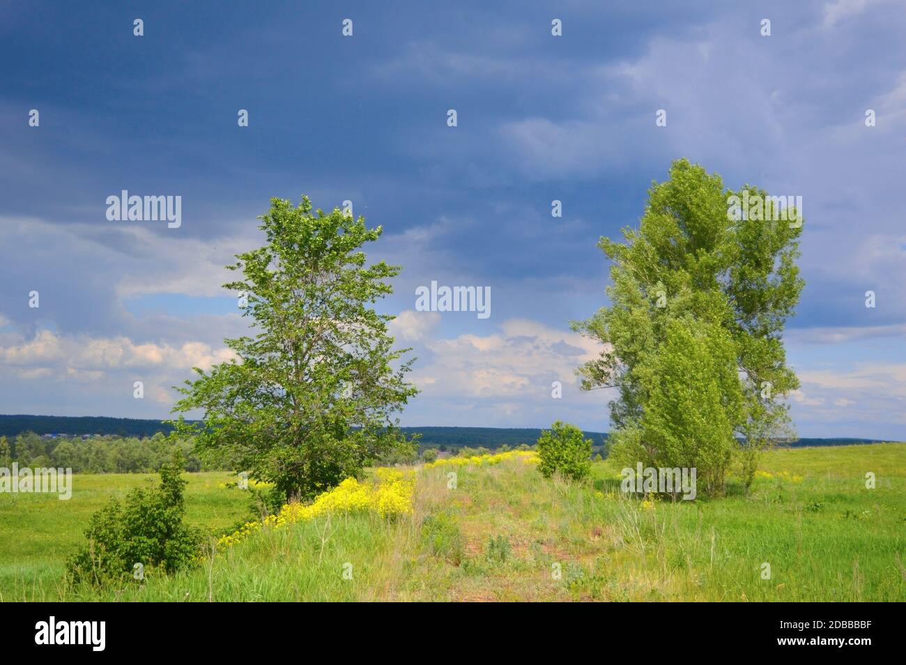 Beautiful summer landscape with trees and green field, windy Stock ...