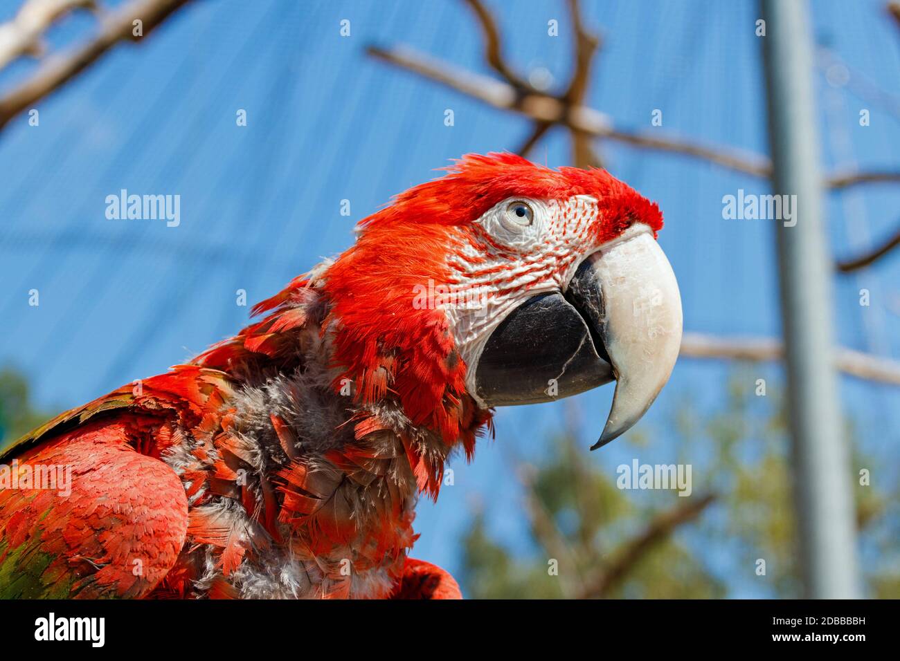 Beautiful red macaw hi-res stock photography and images - Alamy