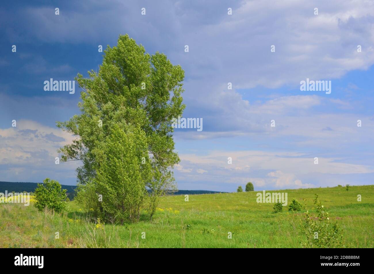Beautiful summer landscape with trees and green field, windy Stock ...
