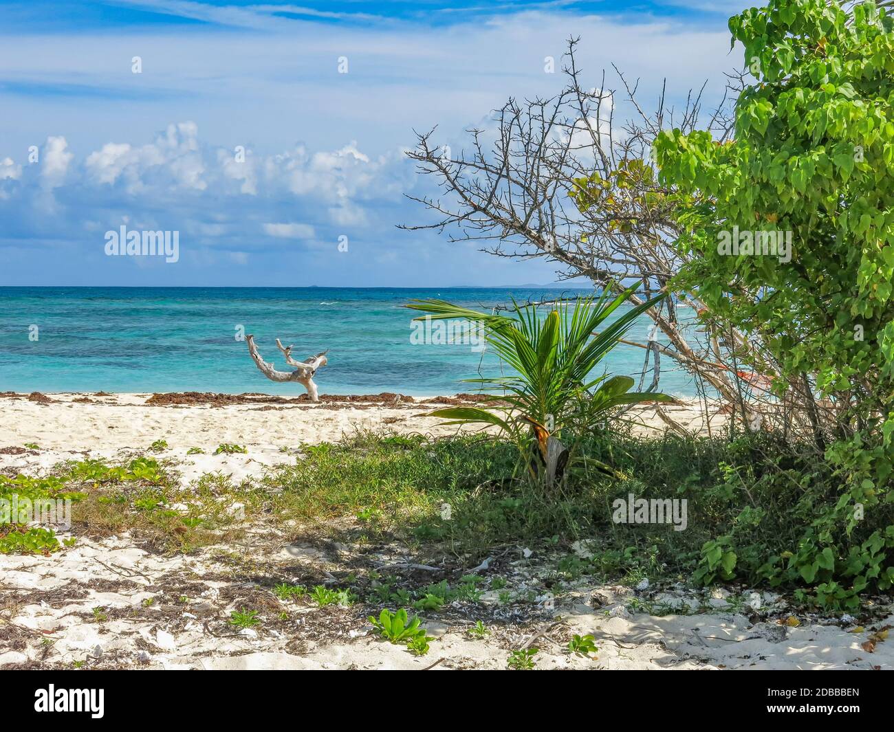 Wild plant life on a white sand beach in Puerto Rico Stock Photo - Alamy